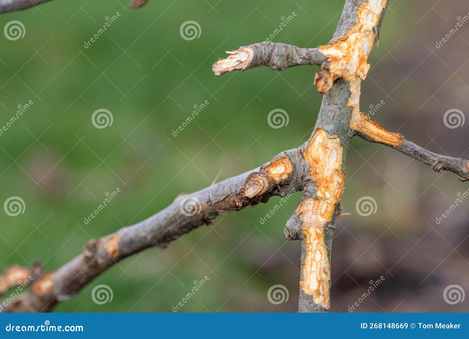 Rabbit damage stock image. Image of plant, closeup, nuisance - 268148669