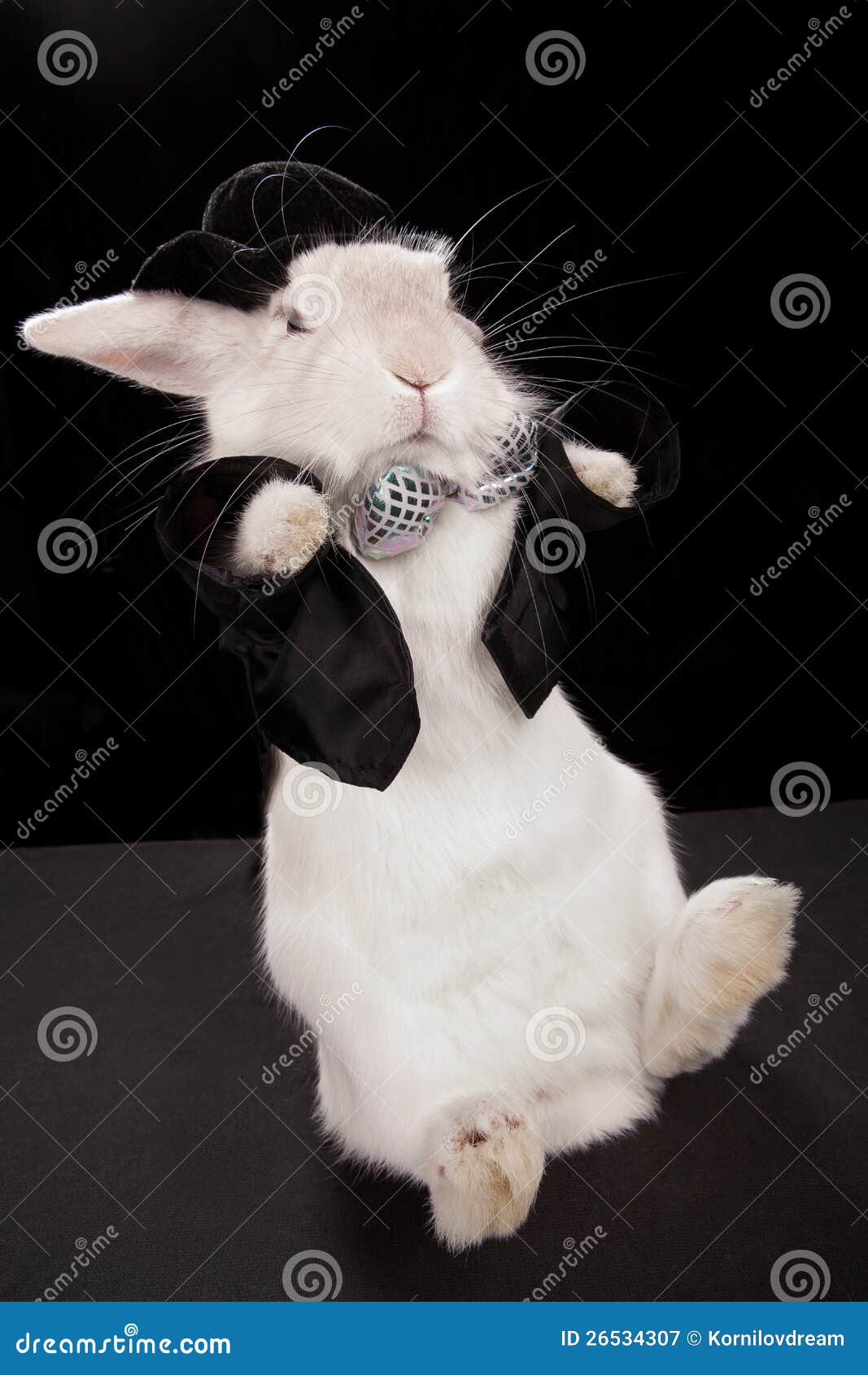 Rabbit dancing stock image. Image of domestic, furry - 26534307