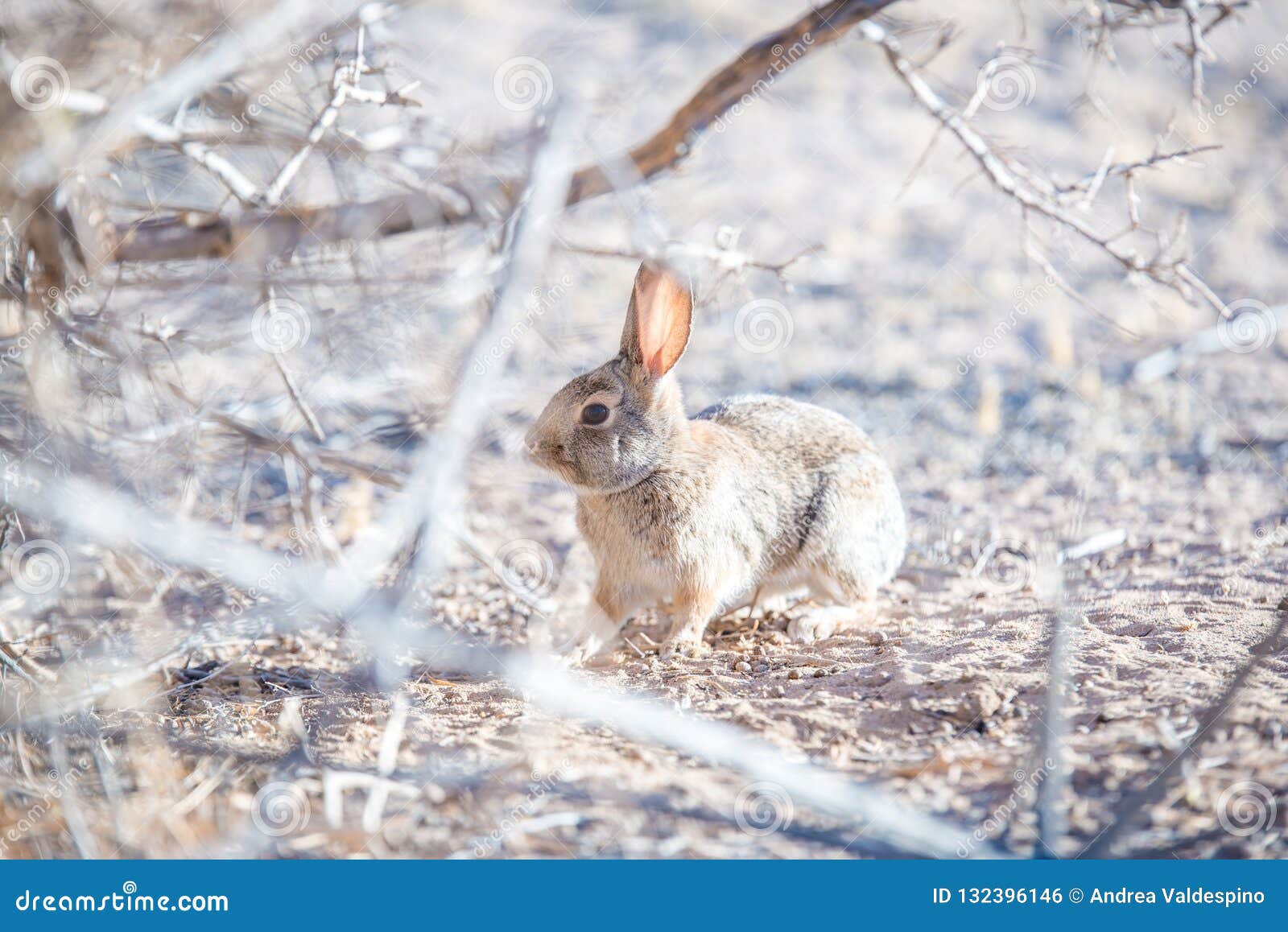 Rabbit in the Desert with Branches Stock Photo - Image of rabbit ...