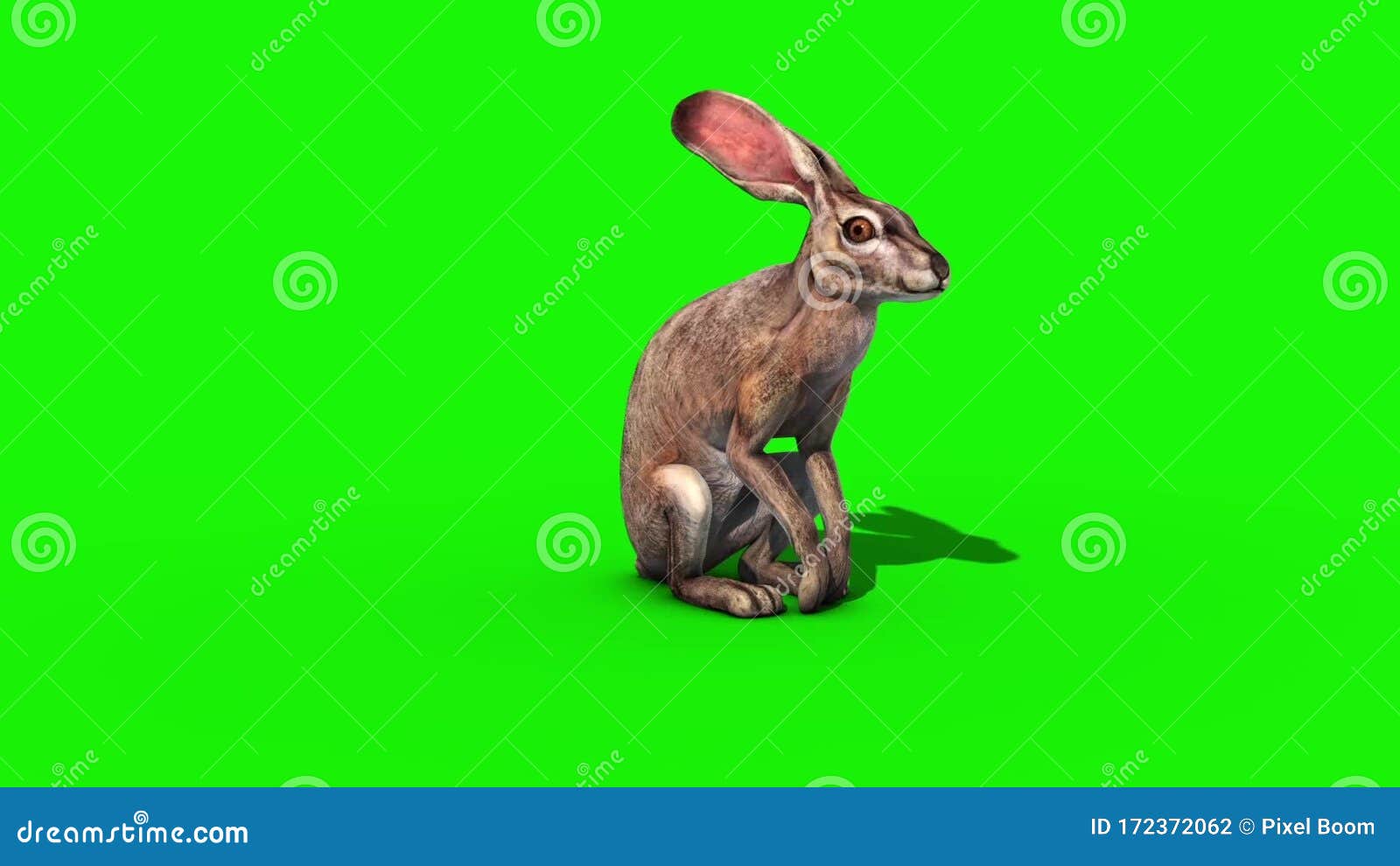 Rabbit Die Front Green Screen 3D Rendering Animation Stock Footage ...
