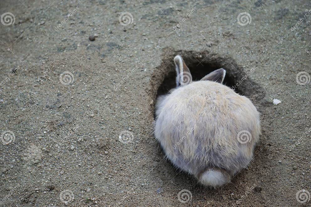 Rabbit stock photo. Image of rabbit, animal, creature - 62428172
