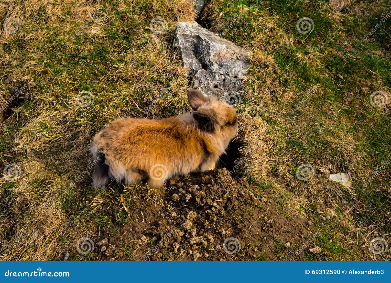 Rabbit digging a hole stock photo. Image of meadow, gray - 69312590
