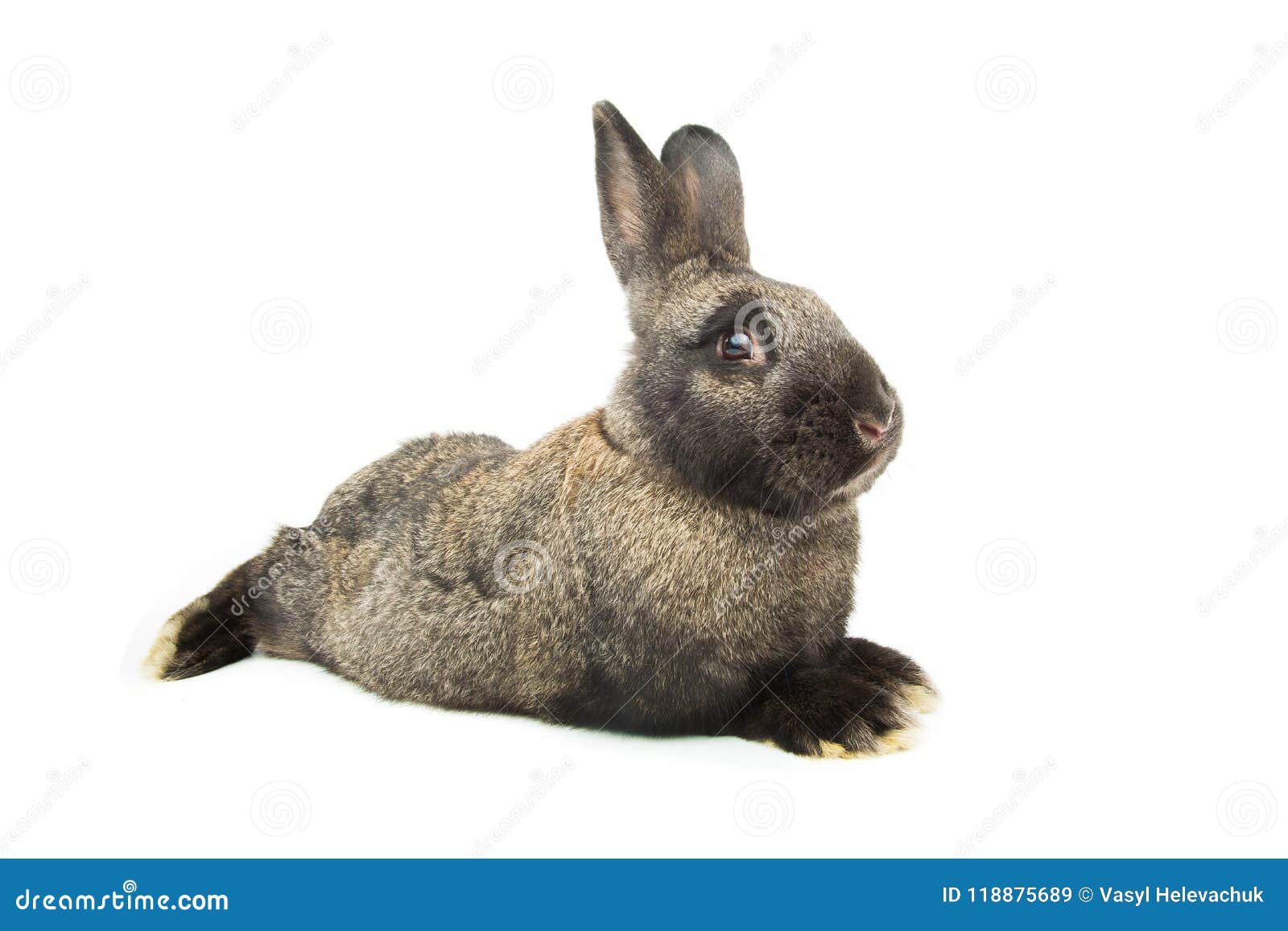 Rabbit Distorted by a Wide-angle Close-up Stock Image - Image of wide ...