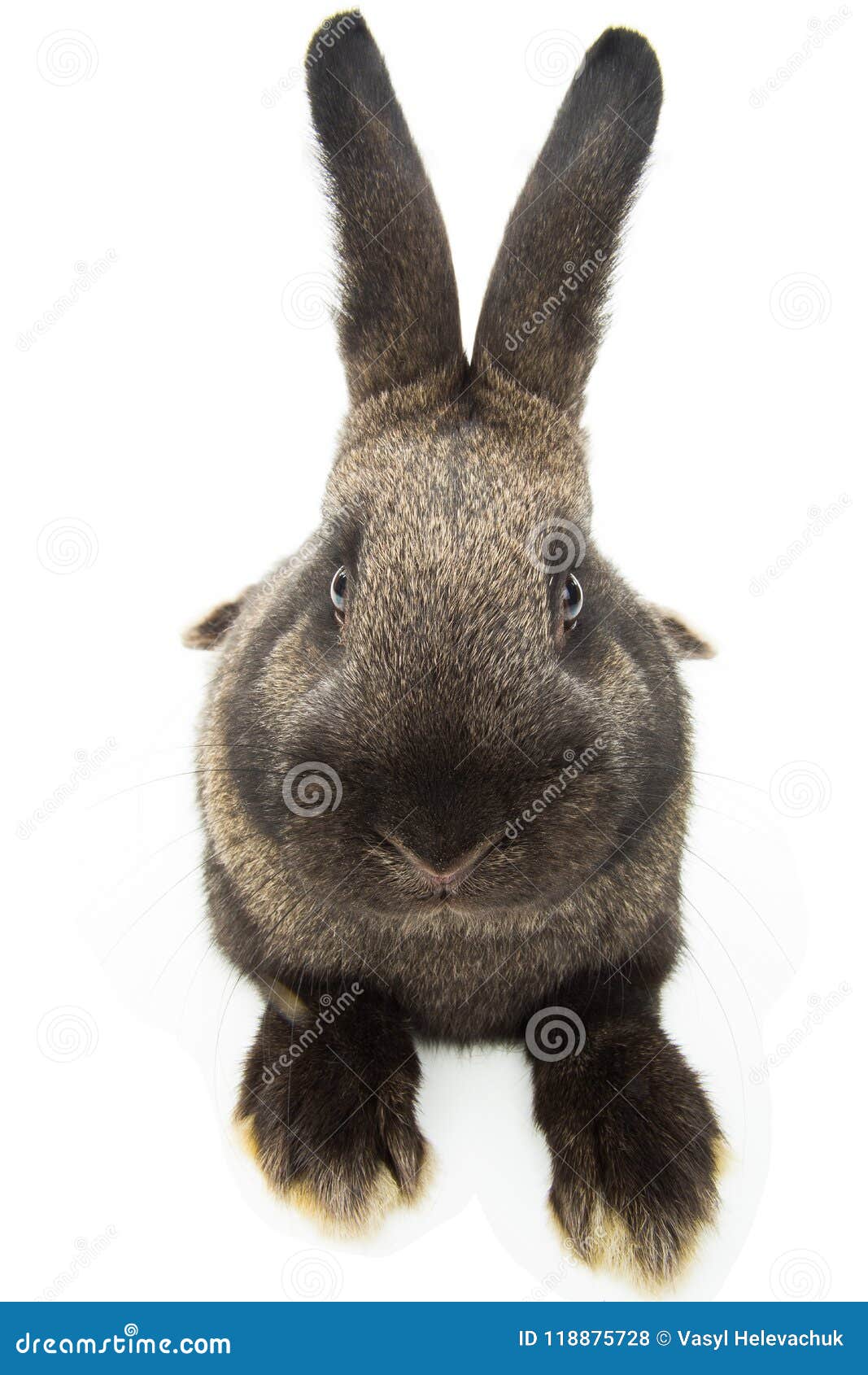 Rabbit Distorted by a Wide-angle Close-up Stock Photo - Image of fluffy ...