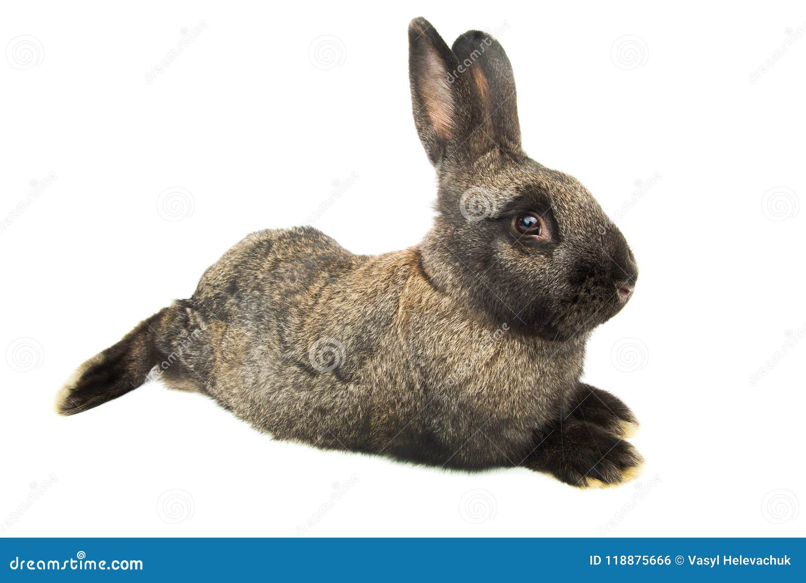 Rabbit Distorted by a Wide-angle Close-up Stock Photo - Image of white ...