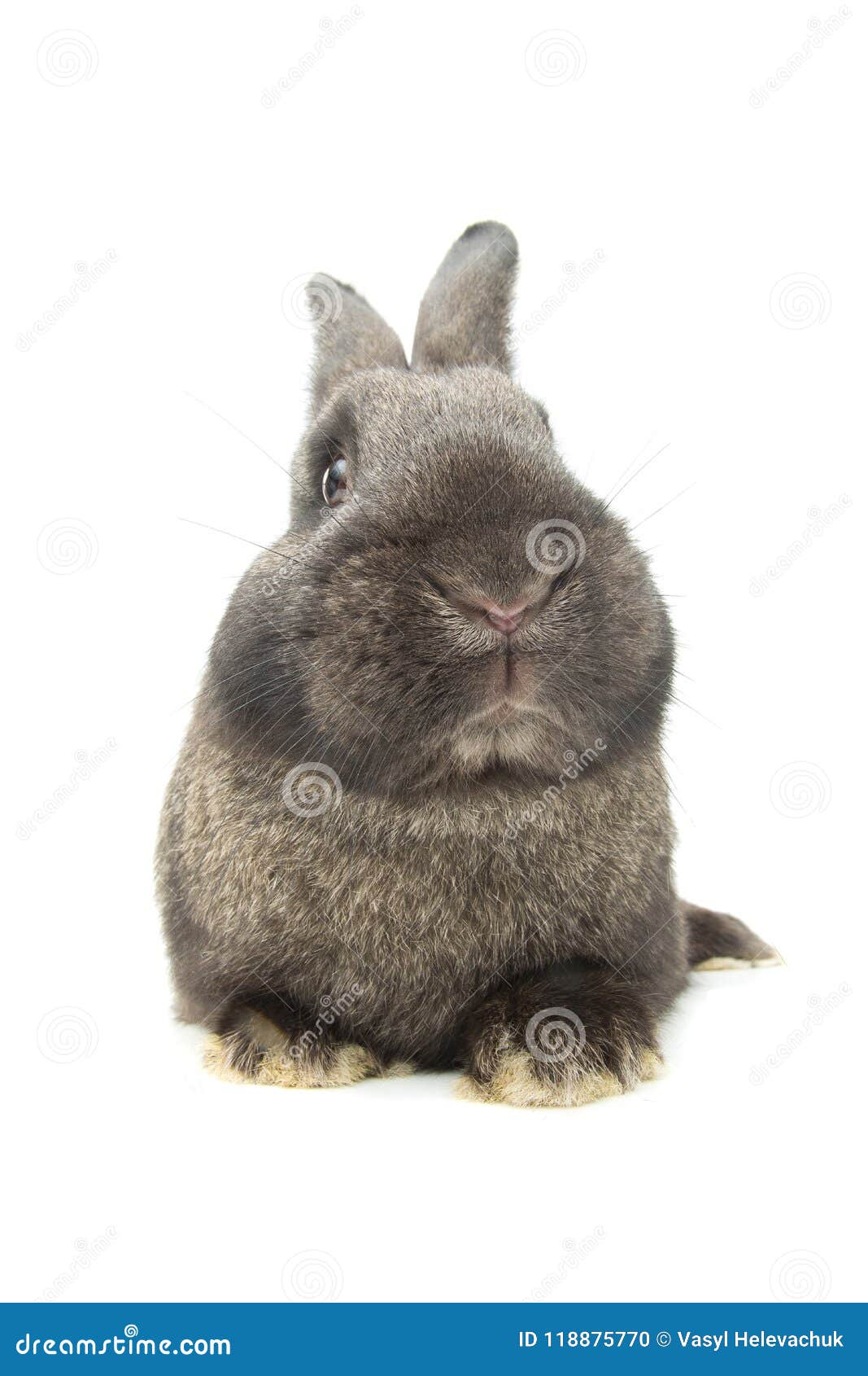Rabbit Distorted by a Wide-angle Close-up Stock Photo - Image of rabbit ...