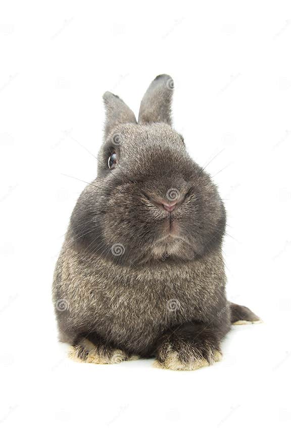 Rabbit Distorted by a Wide-angle Close-up Stock Photo - Image of rabbit ...