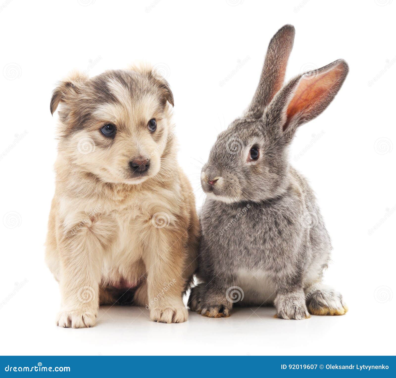 Rabbit and dog. stock image. Image of closeup, happiness - 92019607