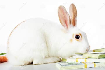 Rabbit and dollars stock image. Image of dollar, bunny - 17595085