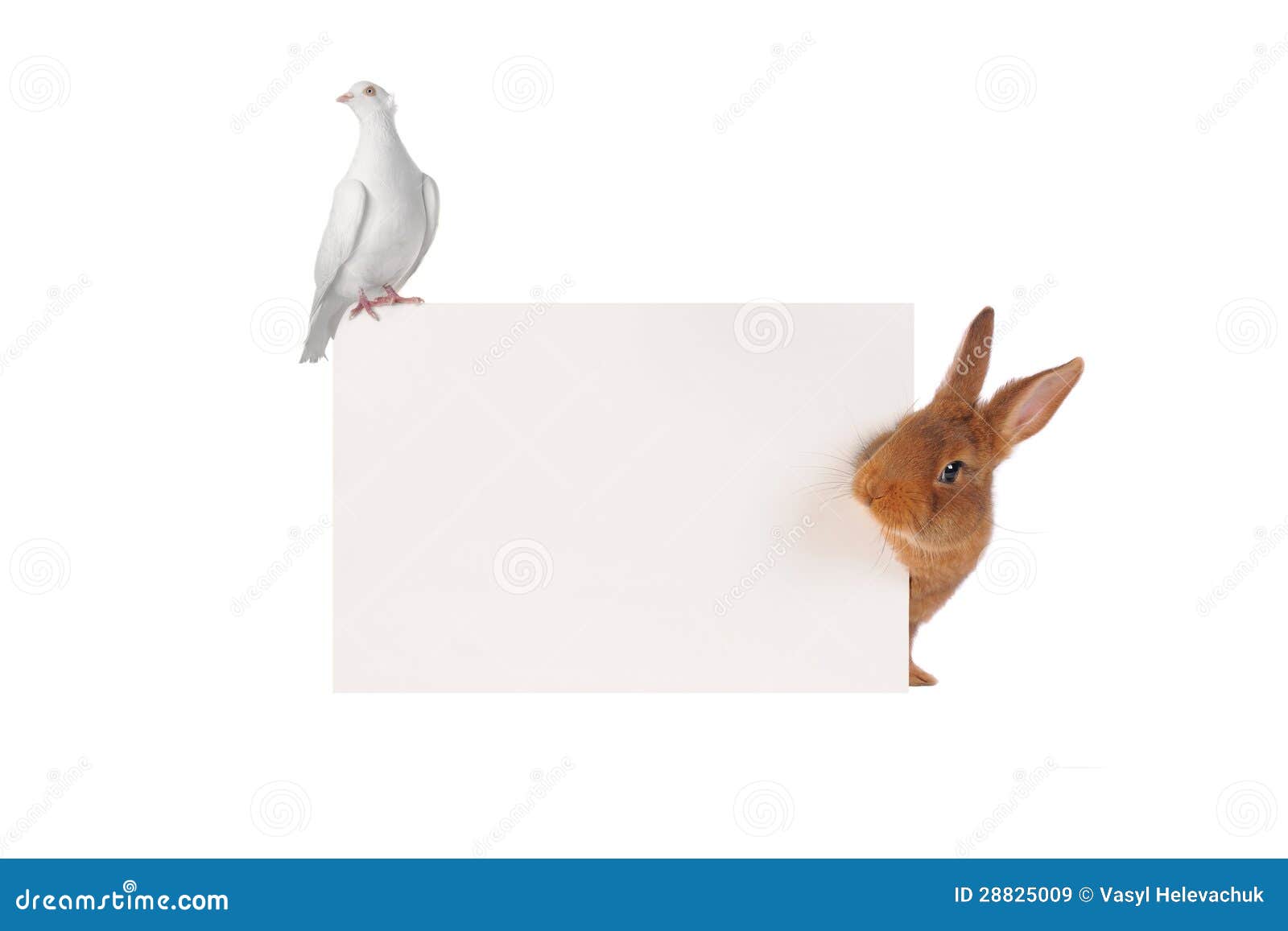 Rabbit and dove stock image. Image of whiskers, bunny - 28825009