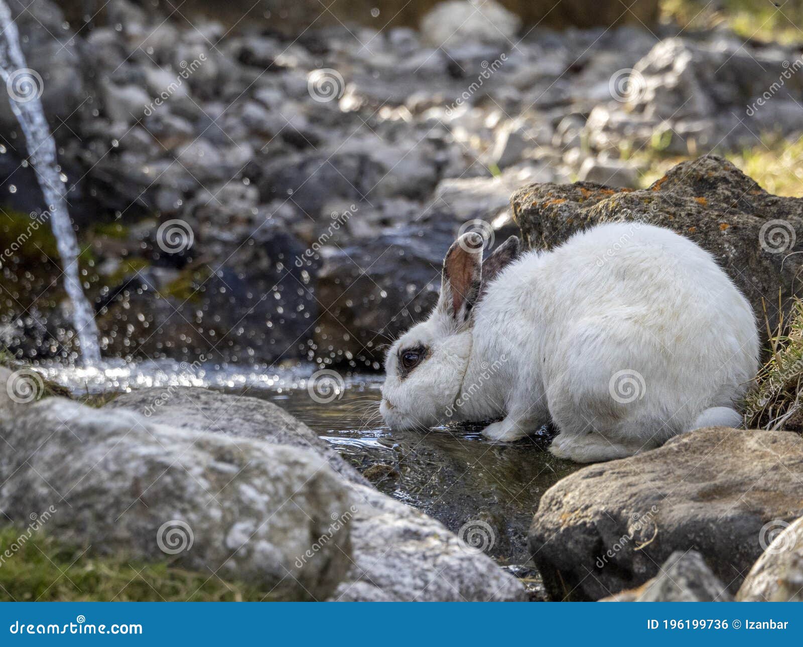 Rabbit while Drinking Water Stock Photo - Image of easter, greens ...
