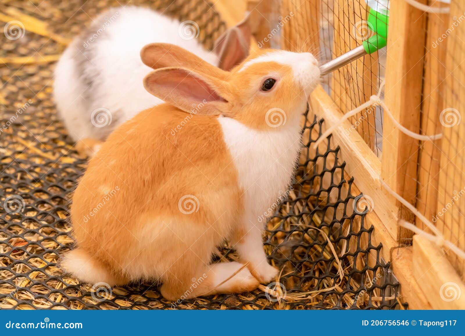 Bottle Feeding A Rabbit