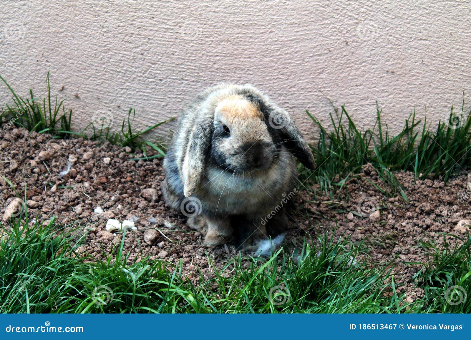 Rabbit with Droopy Ears in the Garden Stock Image - Image of young ...