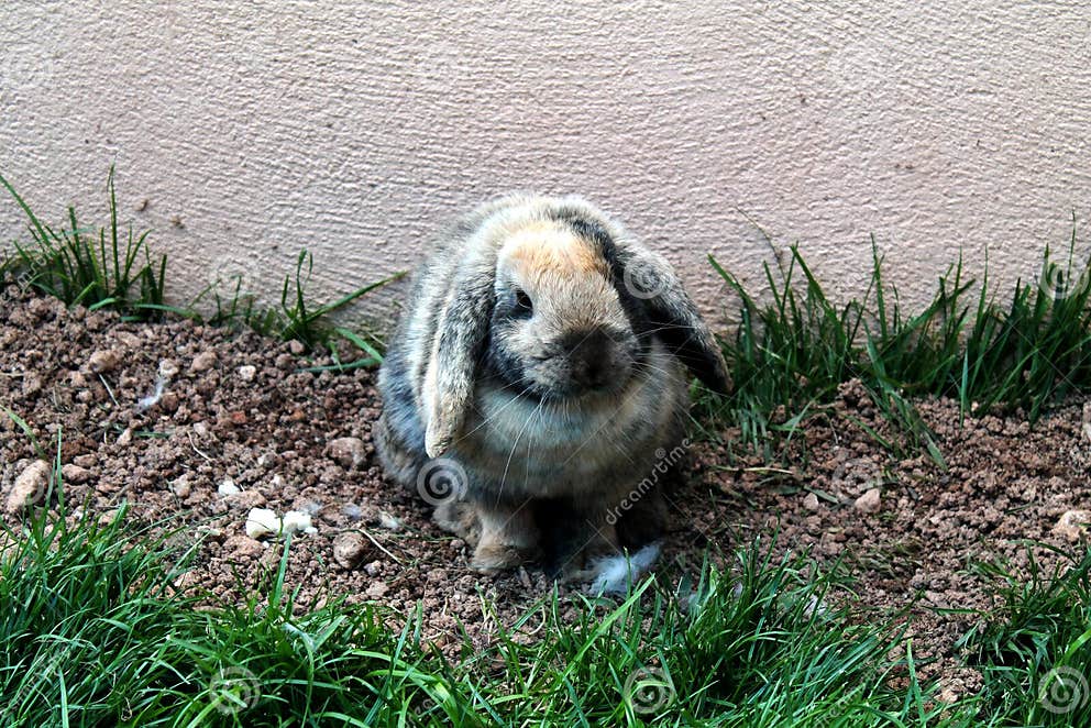 Rabbit with Droopy Ears in the Garden Stock Image - Image of young ...