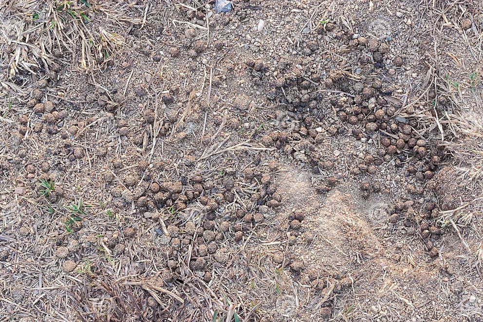 Rabbit droppings stock photo. Image of small, wild, wildlife - 71006976