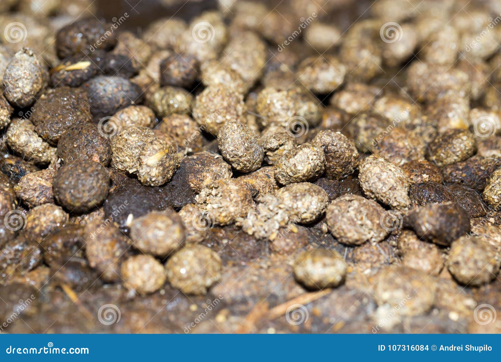 Rabbit Droppings Shit Poop Stone Rock Texture Green Moss Norway Stock ...