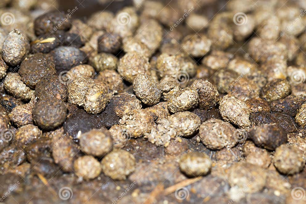 Rabbit droppings stock photo. Image of sitting, black - 107316084