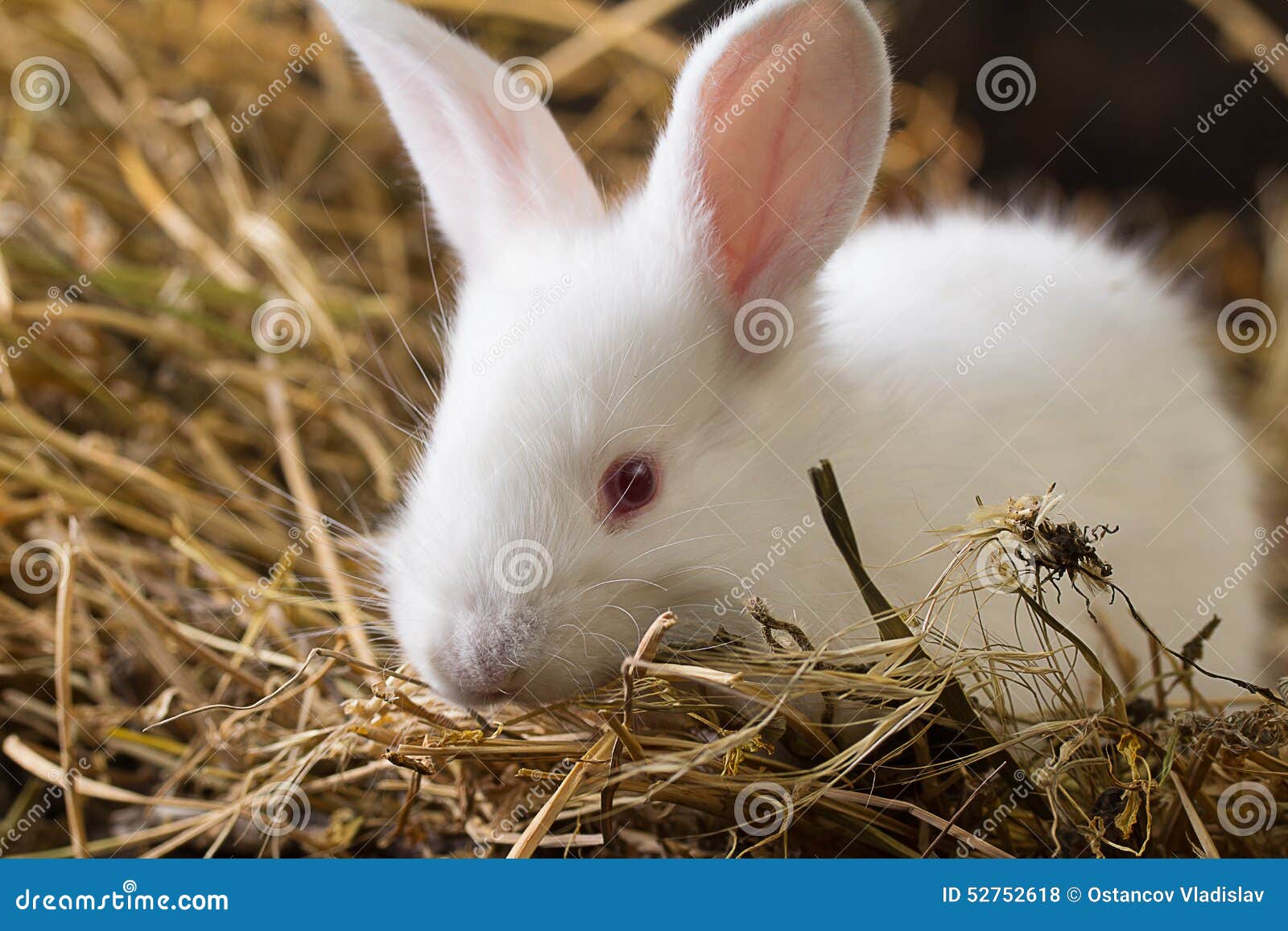 Rabbit on Dry Grass stock photo. Image of skin, grey - 52752618