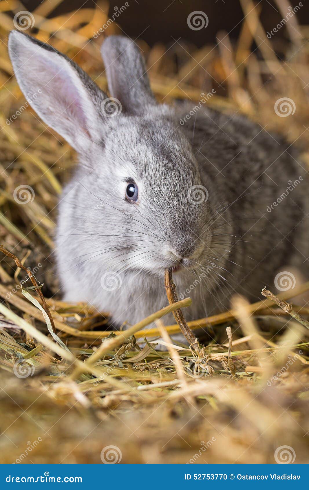 Rabbit on Dry Grass stock photo. Image of fluffy, bunny - 52753770