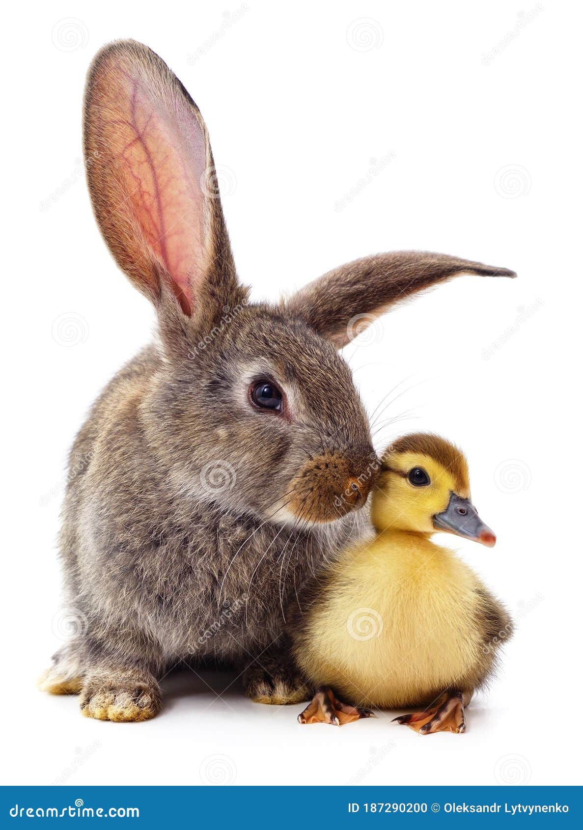 Rabbit And Duckling Stock Photography | CartoonDealer.com #187290200