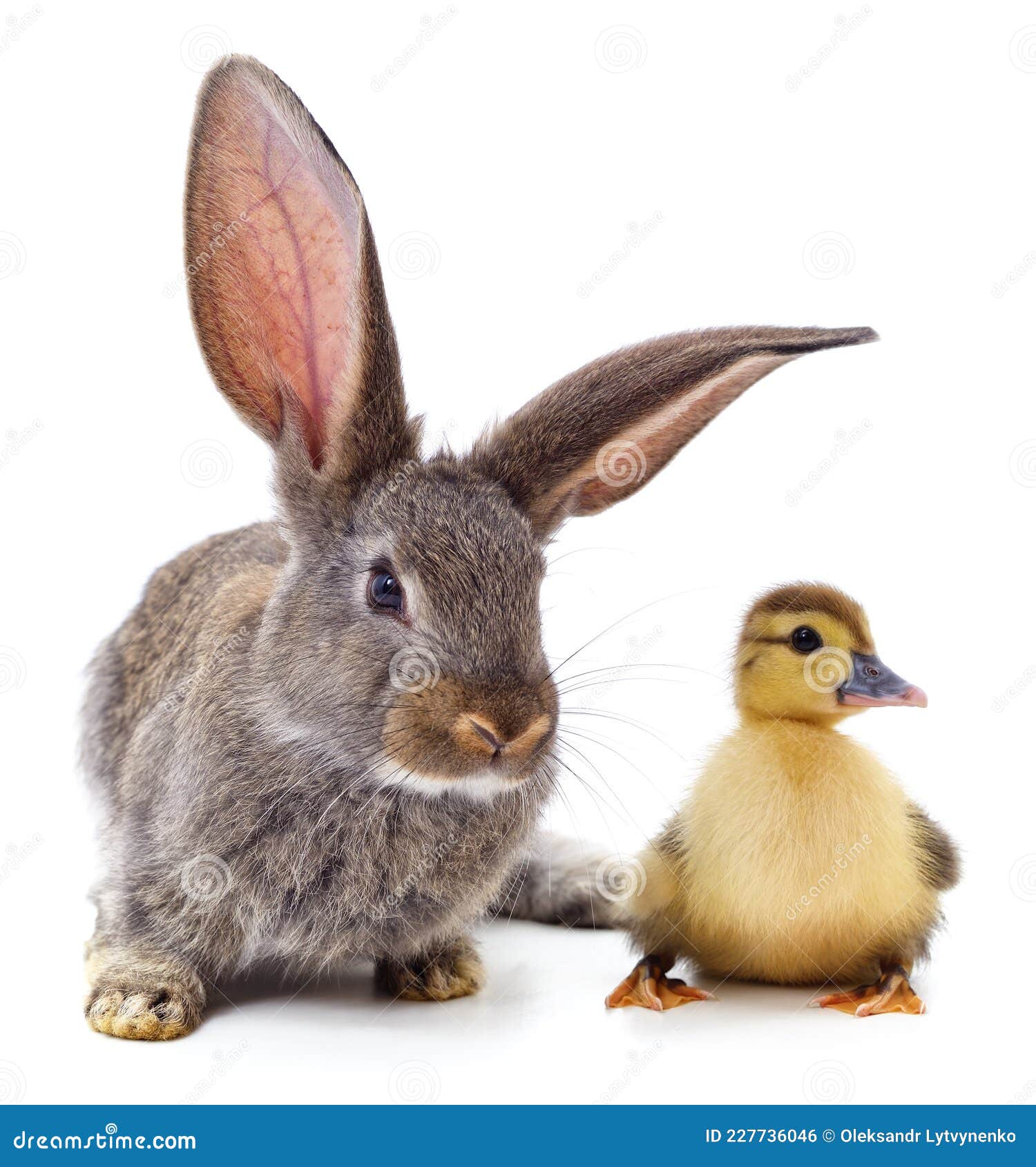 Rabbit and duckling stock photo. Image of concepts, duckling - 227736046