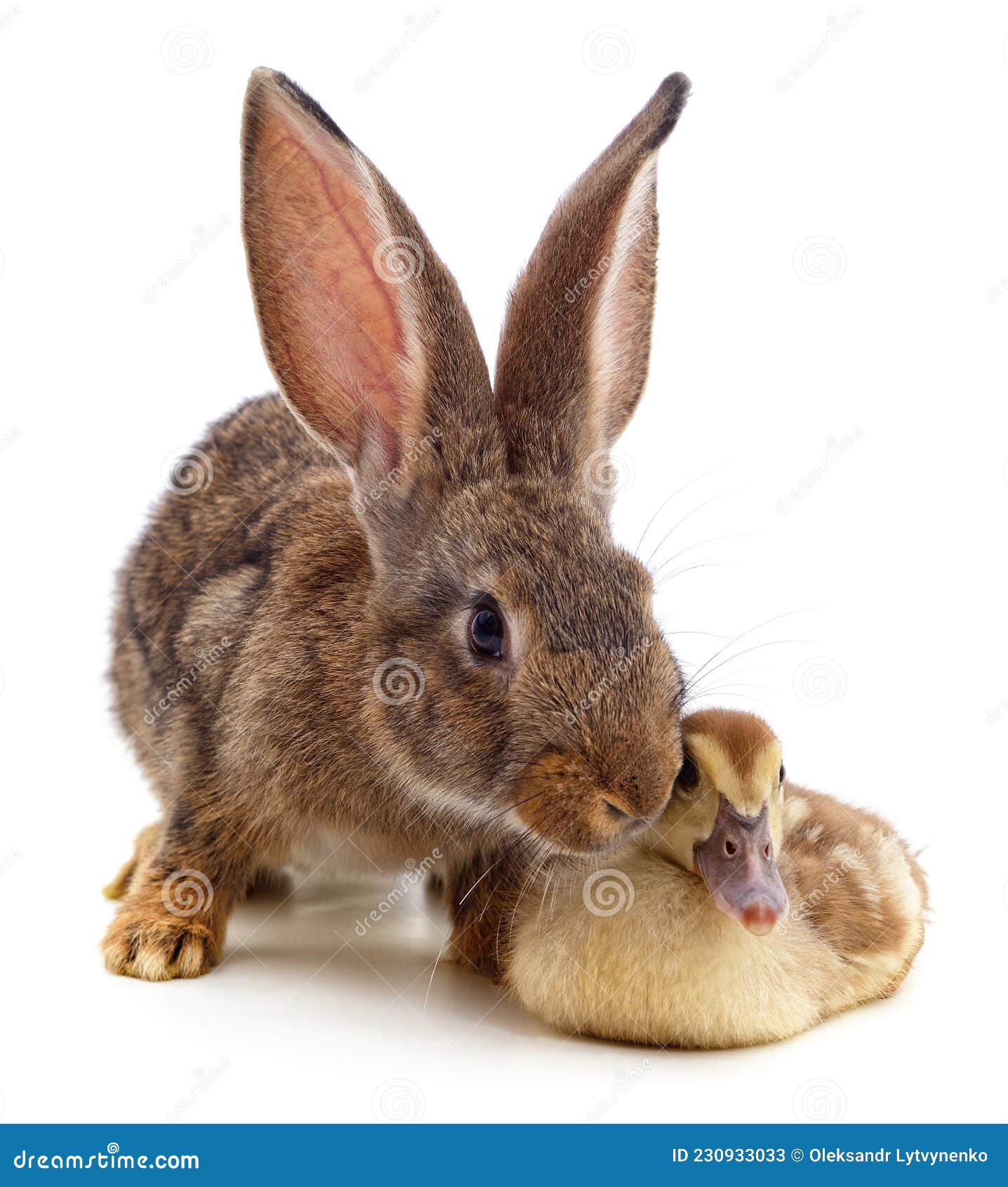 Rabbit and duckling stock image. Image of isolated, hare - 230933033