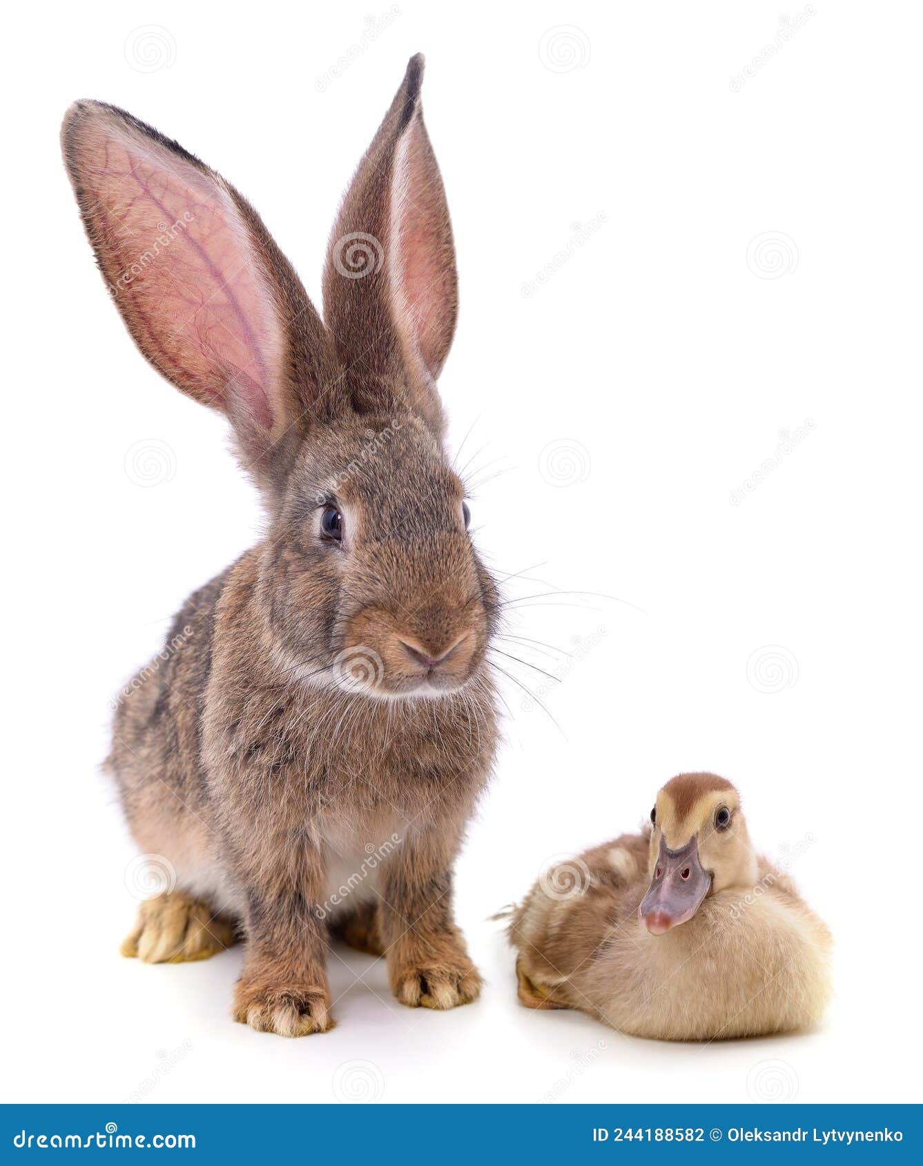 Rabbit And Duckling Stock Photography | CartoonDealer.com #187290200