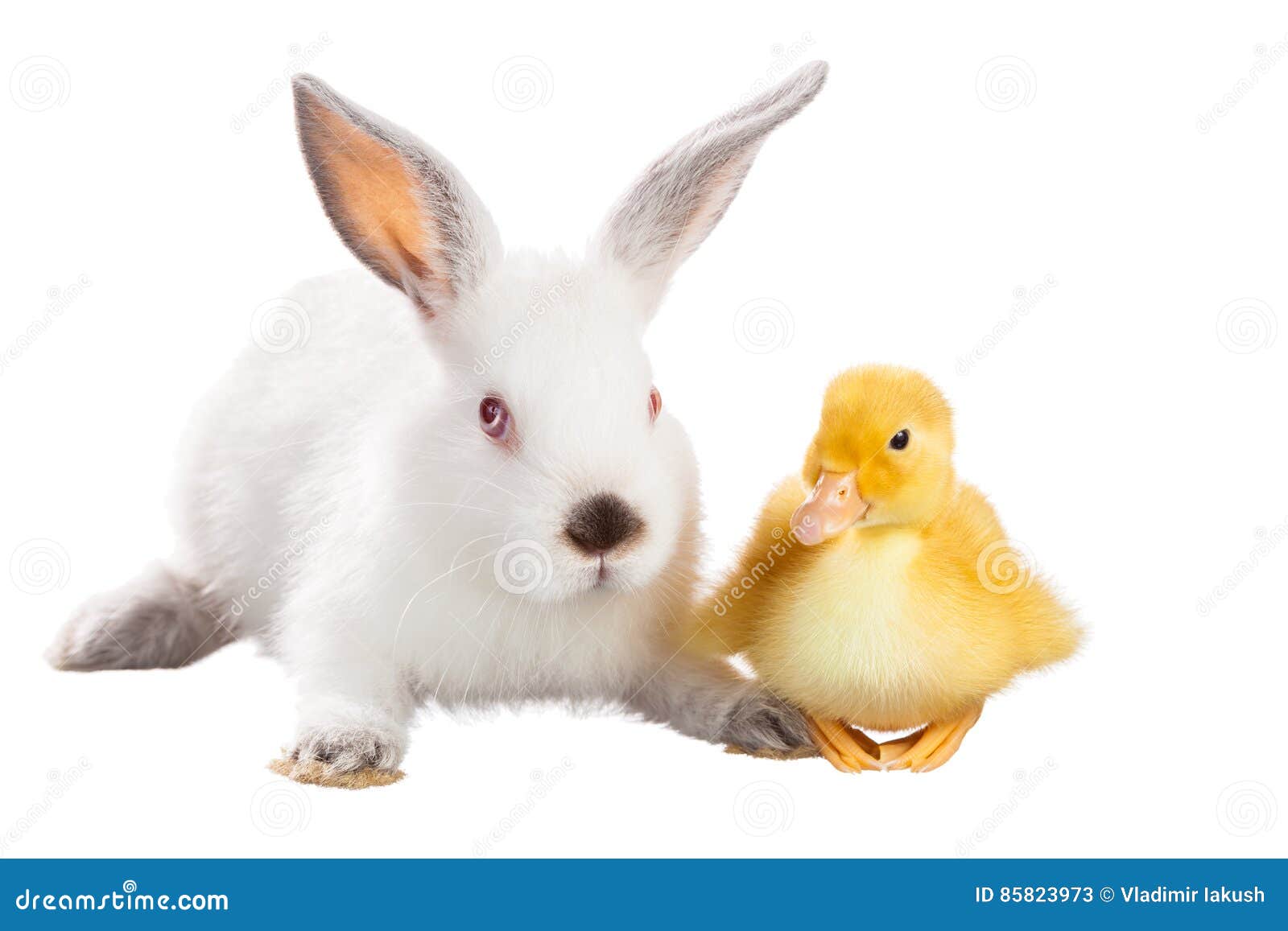 Rabbit And Duckling Stock Photography | CartoonDealer.com #187290200