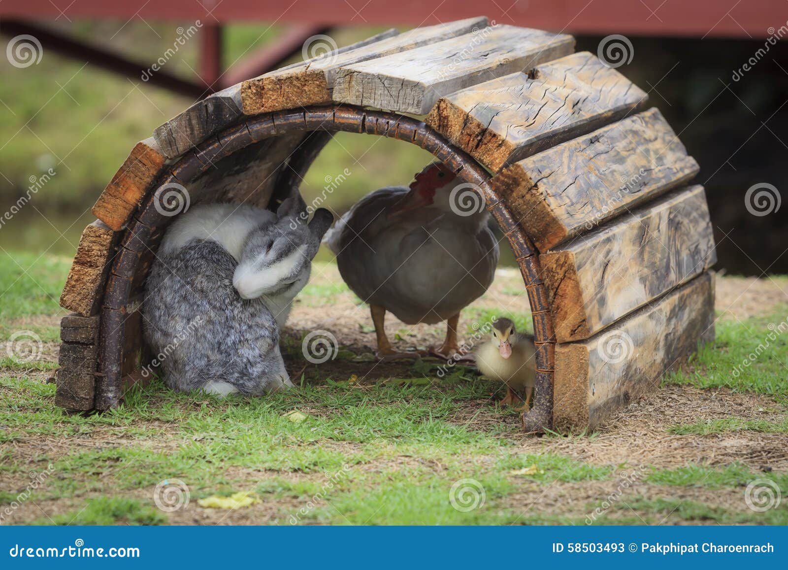 Rabbit and Ducks are Friend on a Field. Stock Image - Image of field ...