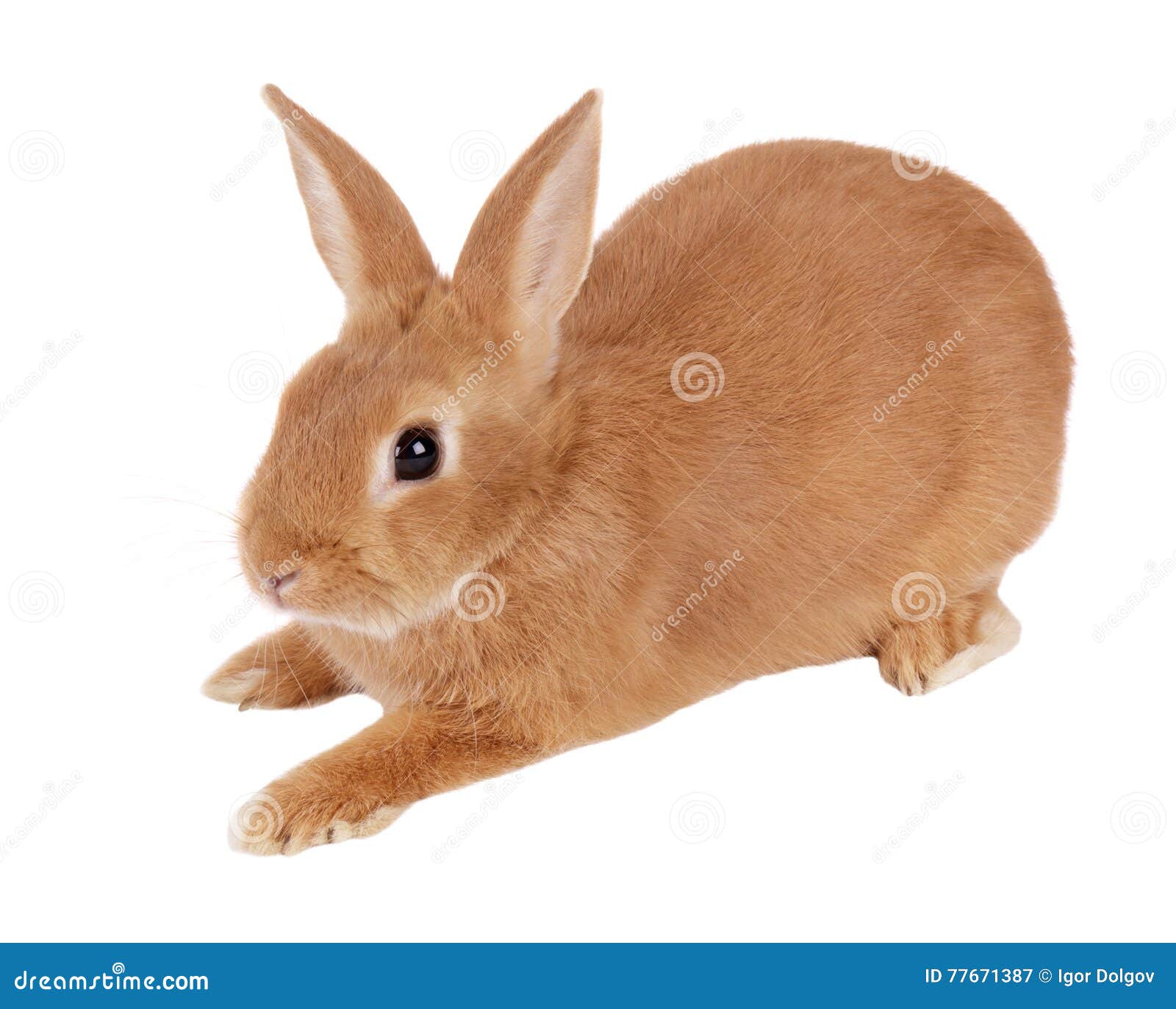 Rabbit stock image. Image of white, decorative, fauna - 77671387