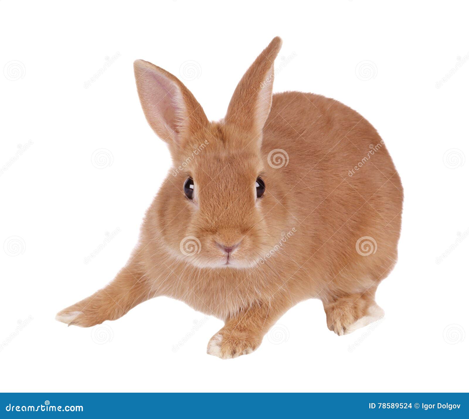 352 Graminivorous Stock Photos - Free & Royalty-Free Stock Photos from ...