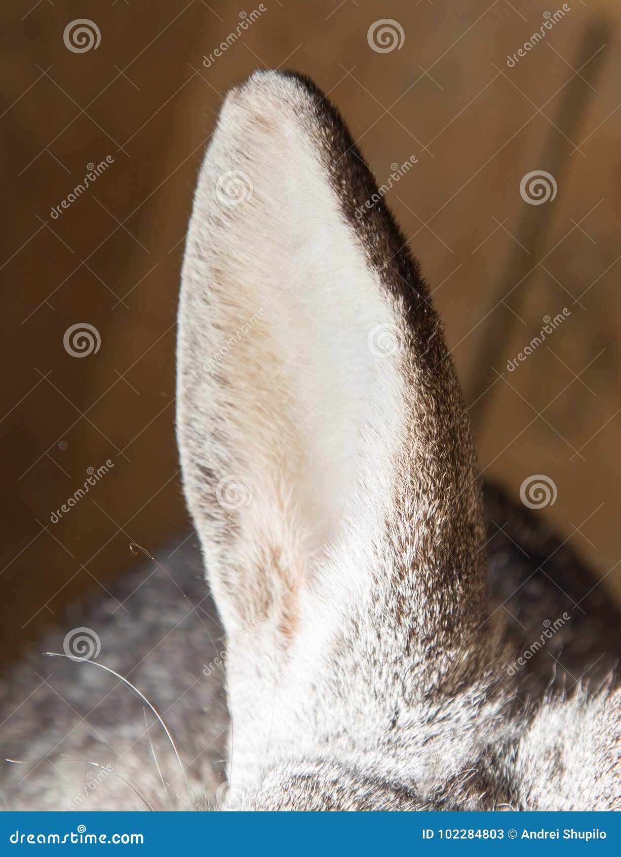 Rabbit ear stock image. Image of isolated, young, little - 102284803