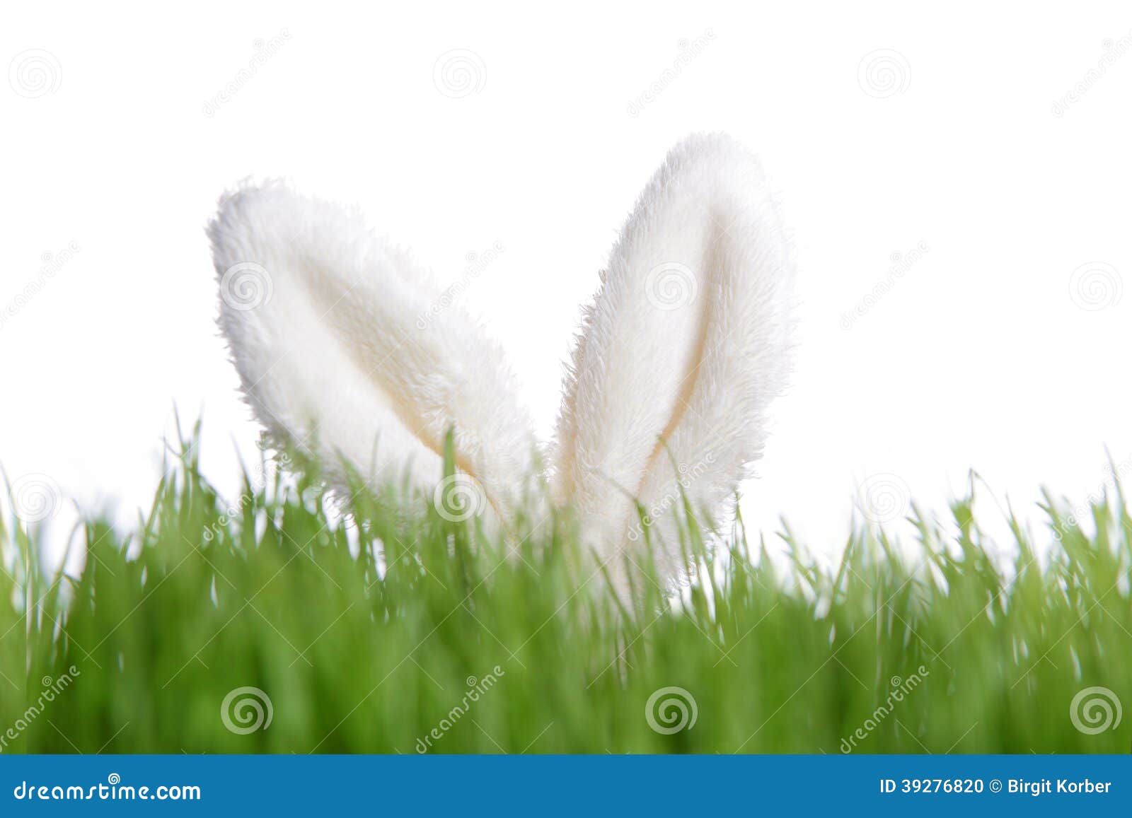 Rabbit Ears Behind Green Grass Stock Photo - Image of meadow, fluffy ...