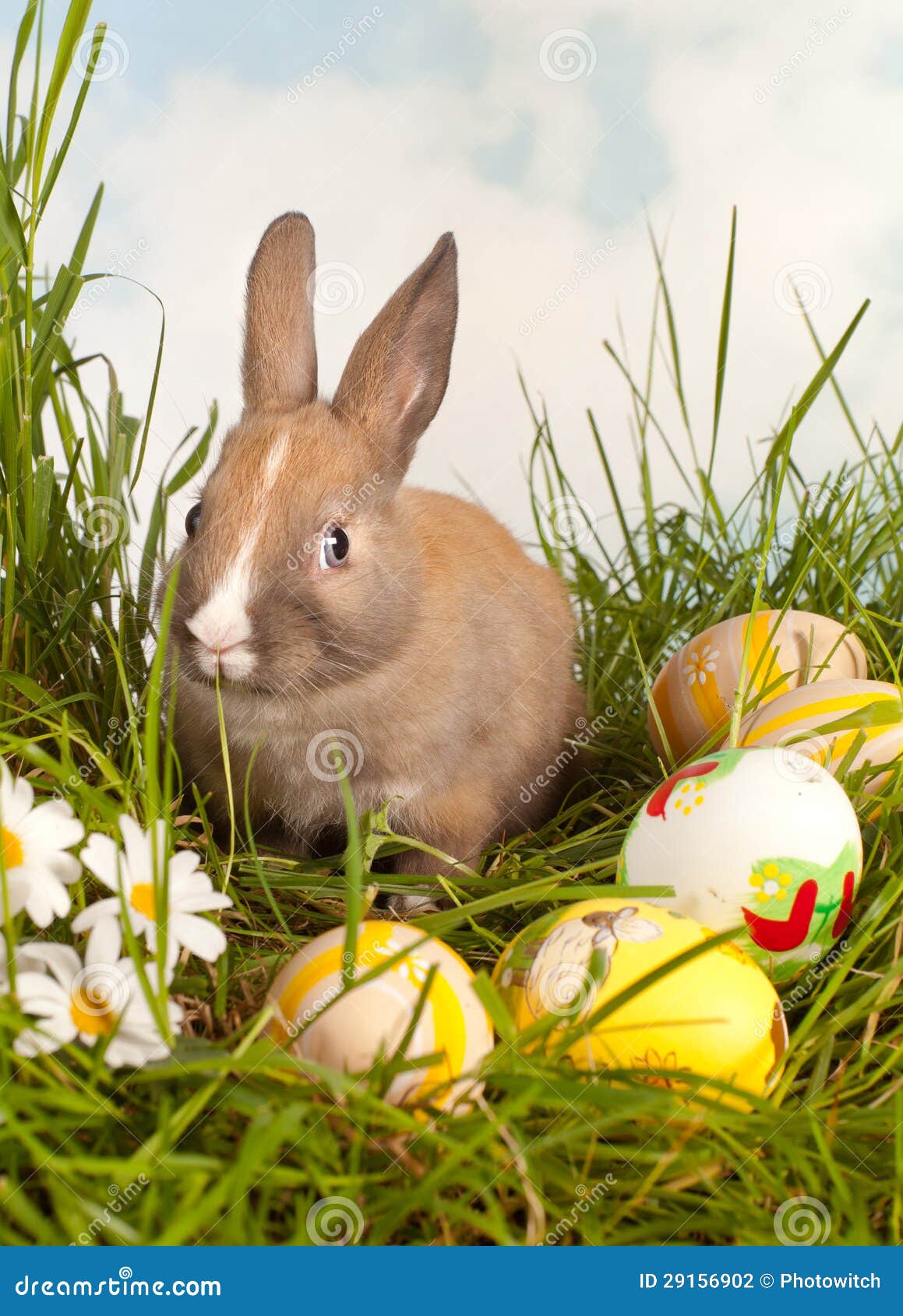 Rabbit at easter stock photo. Image of meadow, flowers - 29156902