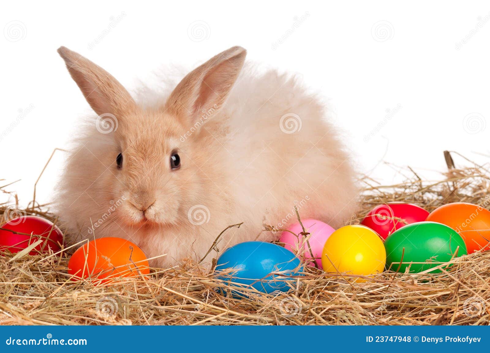 Rabbit with Easter eggs stock photo. Image of bunny, close - 23747948