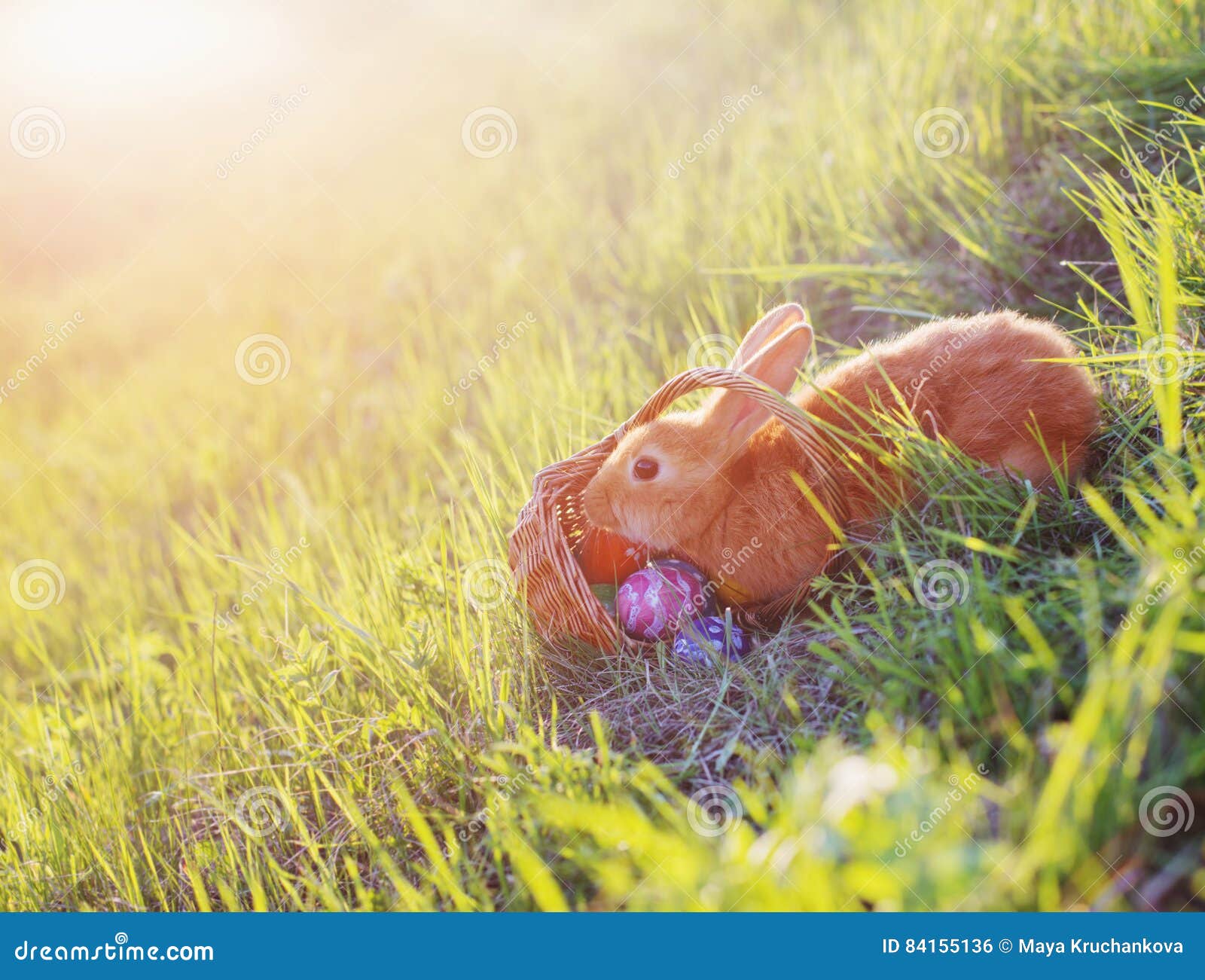 Rabbit with Easter eggs stock photo. Image of grass, fluffy - 84155136
