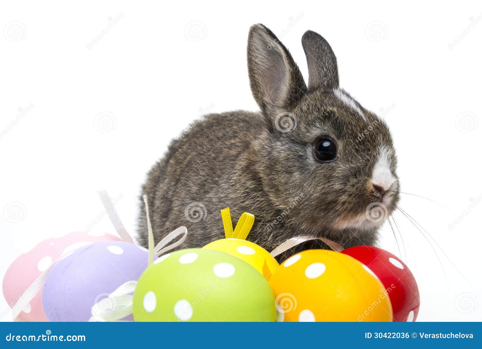 Rabbit and Easter Eggs Close Up Stock Photo - Image of sweet, rabbit ...