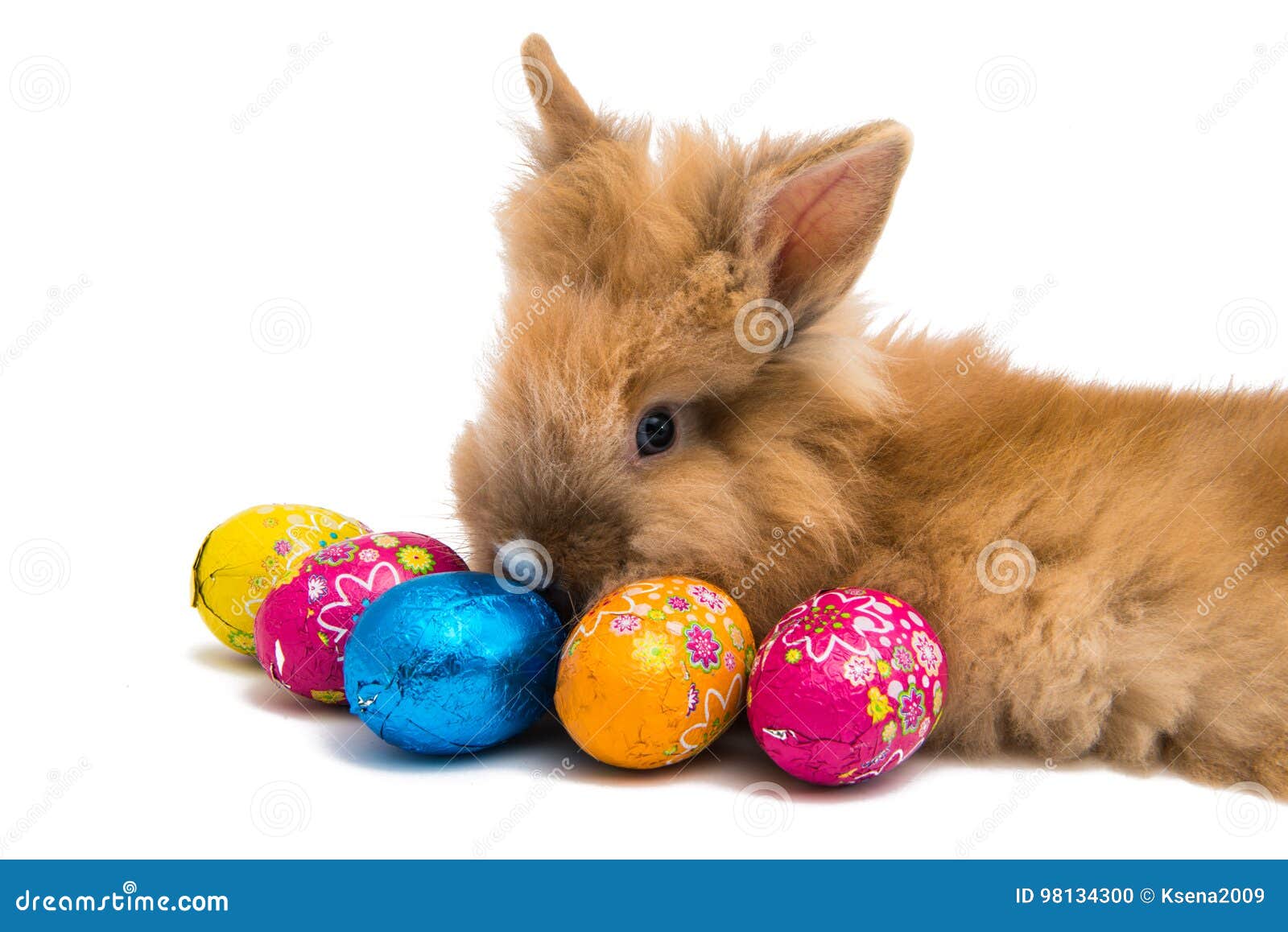 Rabbit with Easter Eggs Isolated Stock Photo - Image of colorful ...