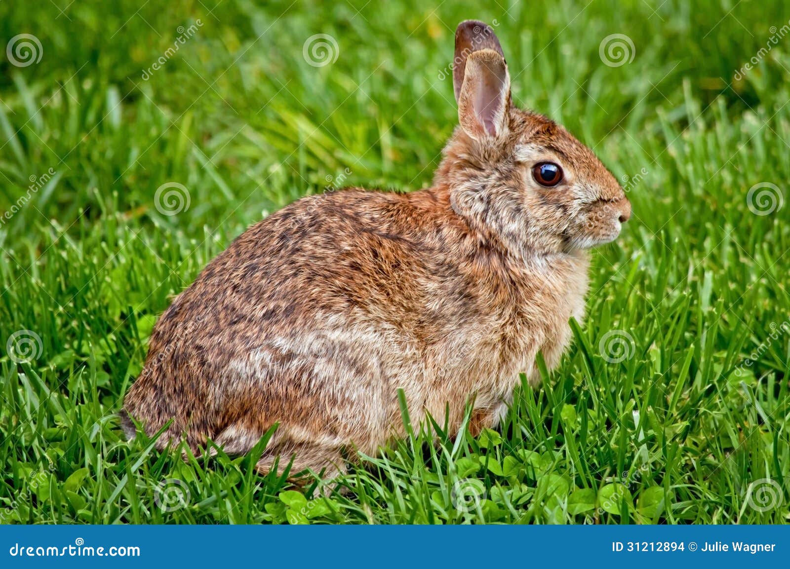 Rabbit/Eastern cottontail. stock photo. Image of side - 31212894