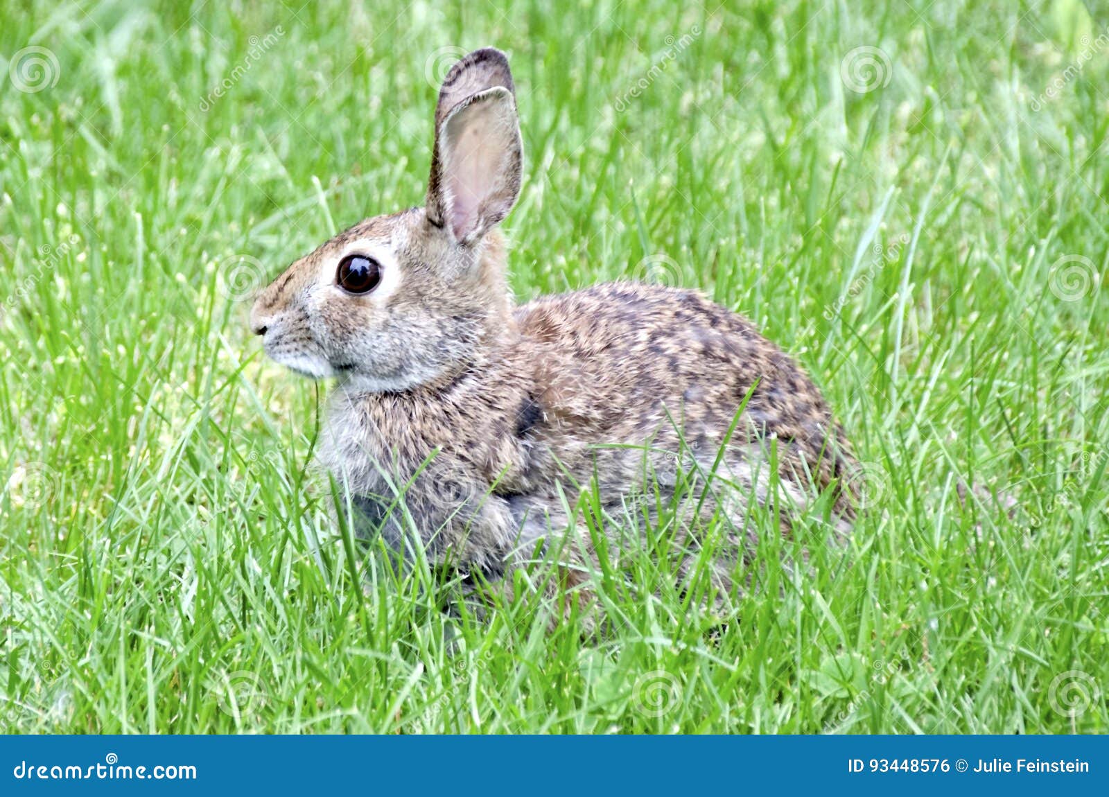 Rabbit stock photo. Image of wild, grass, bunny, tail - 93448576