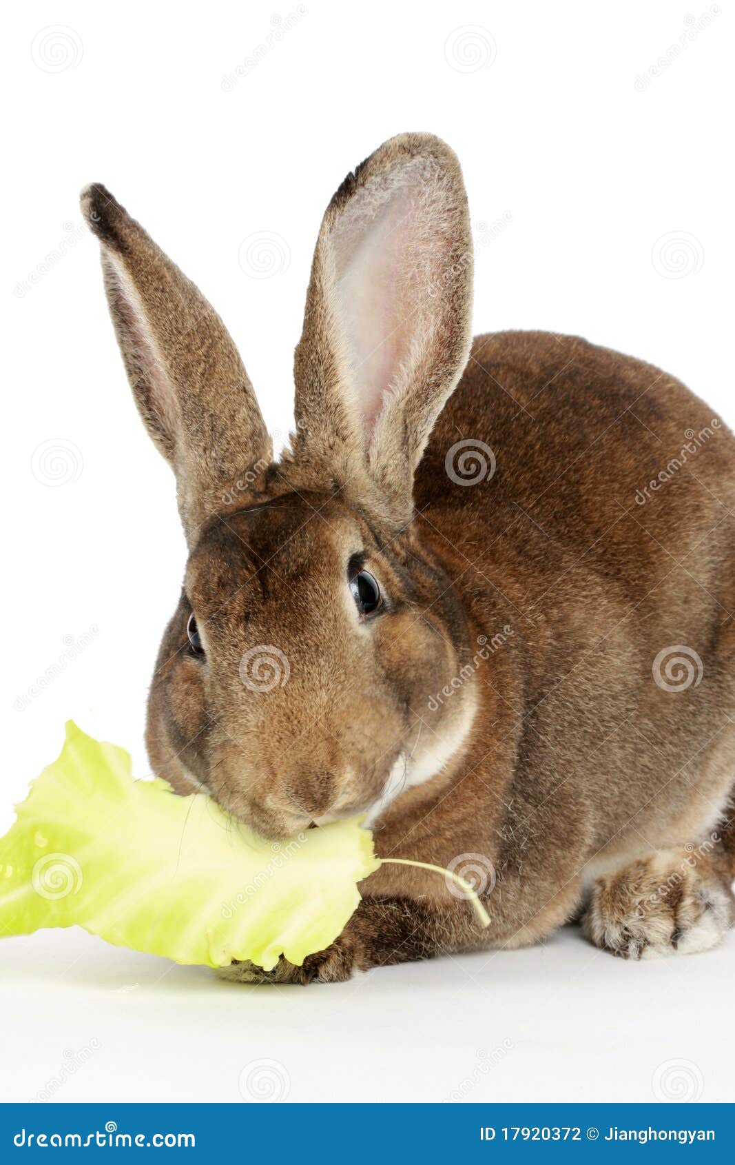 Rabbit eating cabbage stock photo. Image of health, noise - 17920372