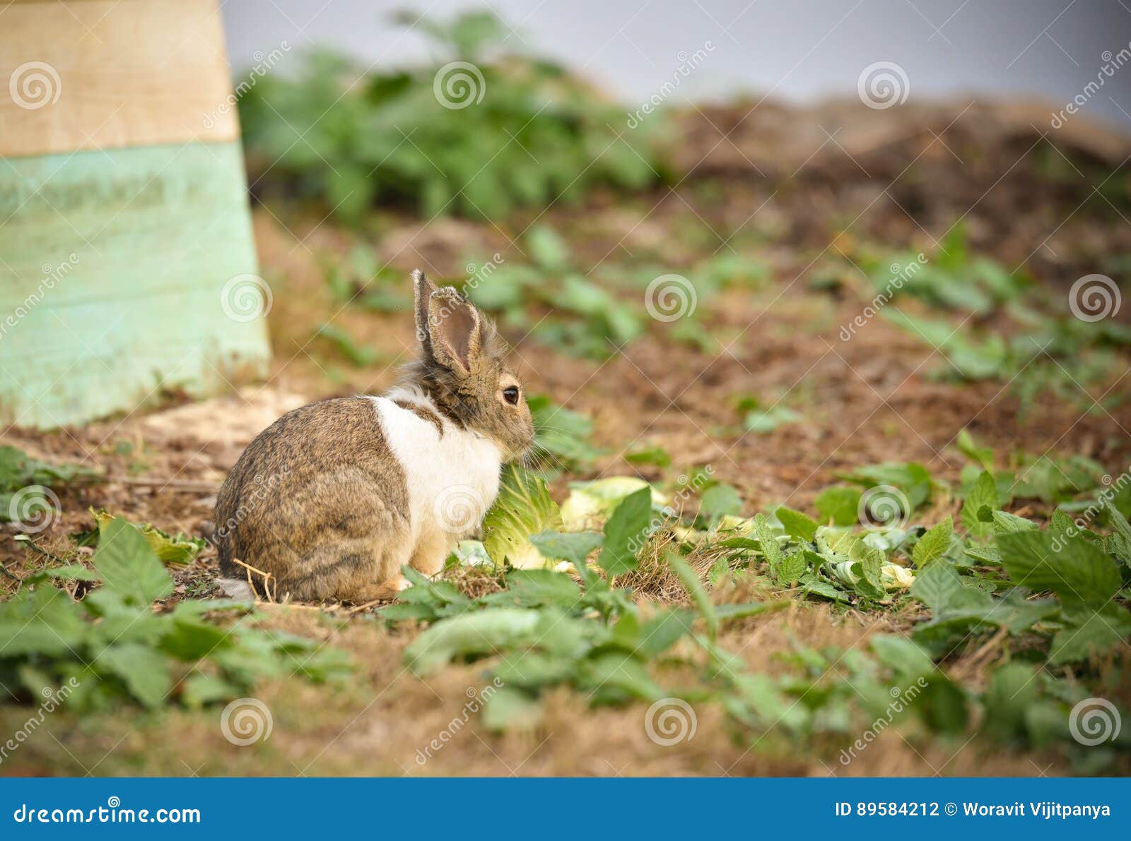 Rabbit Eating cabbage stock photo. Image of rabbit, tame - 89584212