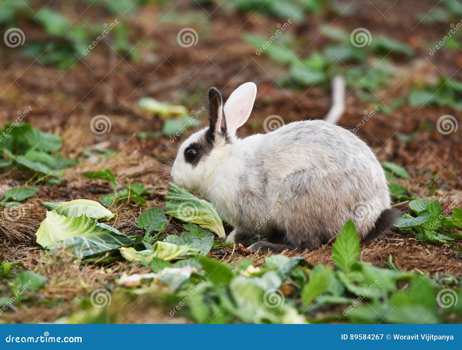 Rabbit Eating cabbage stock image. Image of green, animal - 89584267