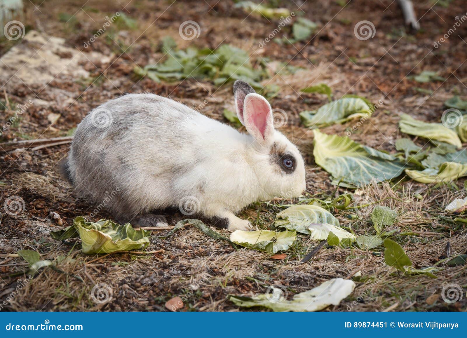 Rabbit Eating cabbage stock image. Image of white, pets - 89874451