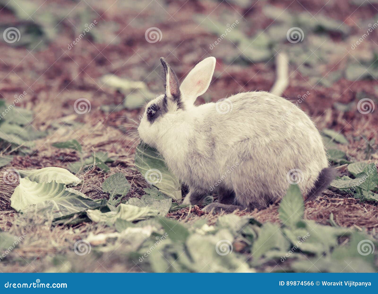 Rabbit Eating cabbage stock photo. Image of natural, mammal - 89874566