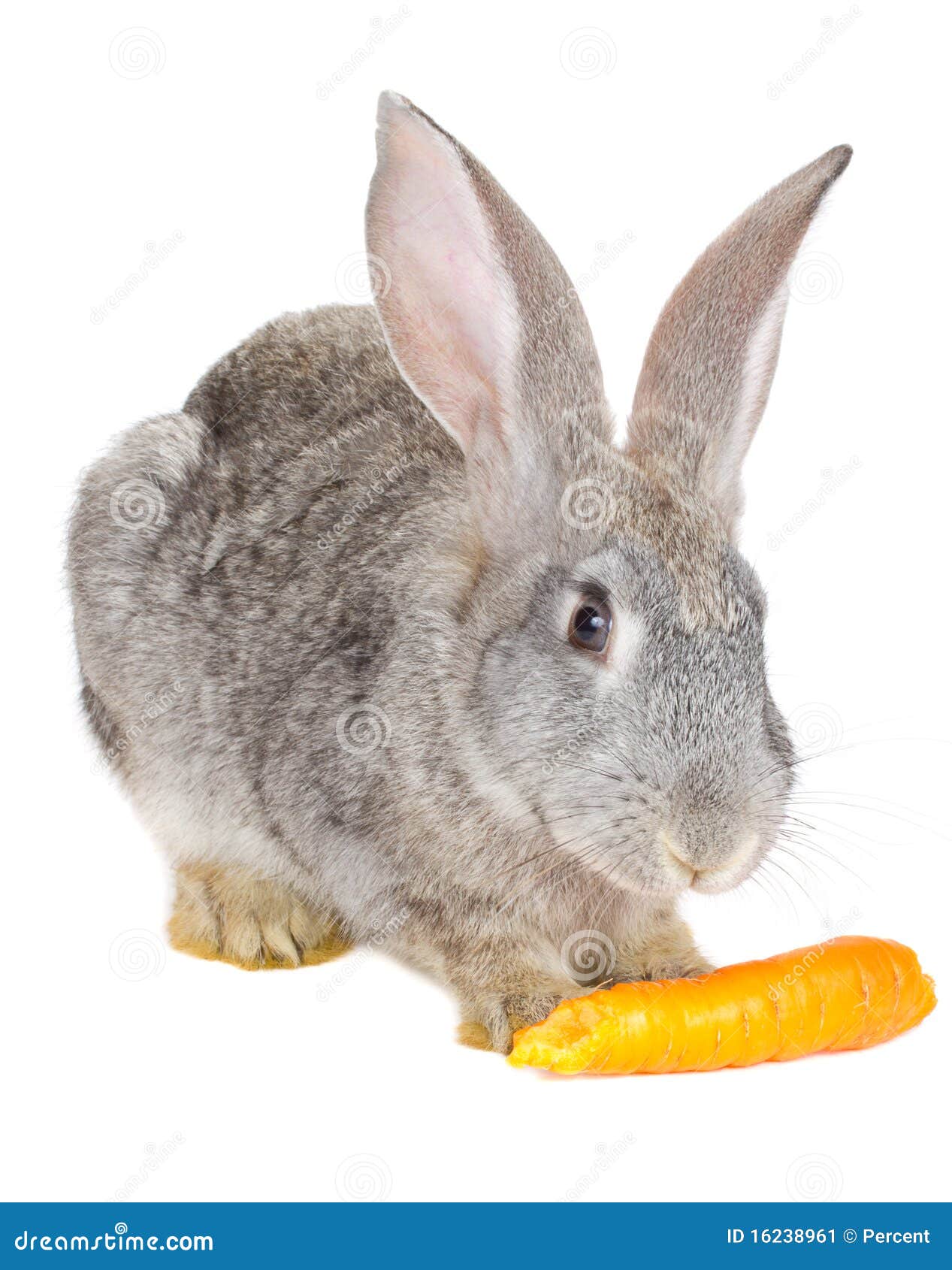 Rabbit eating carrot stock image. Image of funny, shot - 16238961