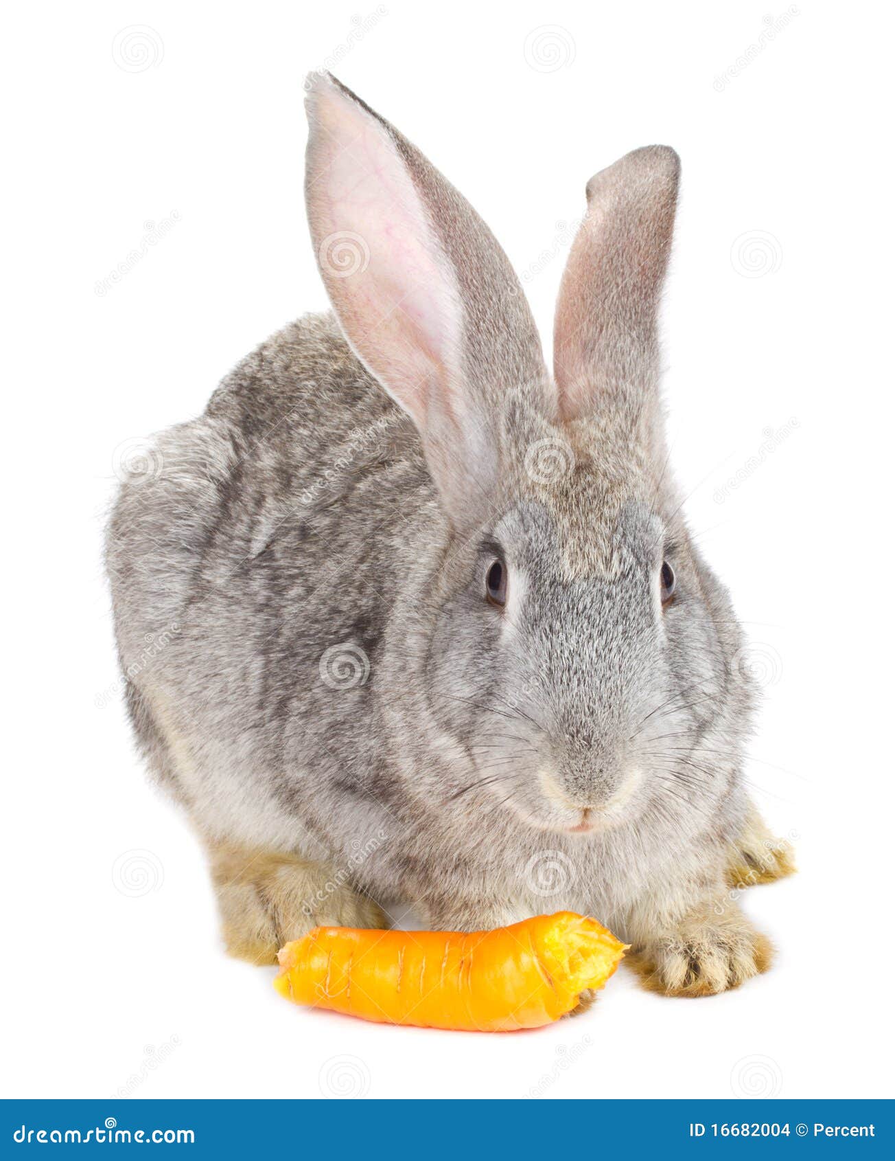 Rabbit eating carrot stock photo. Image of white, tame - 16682004