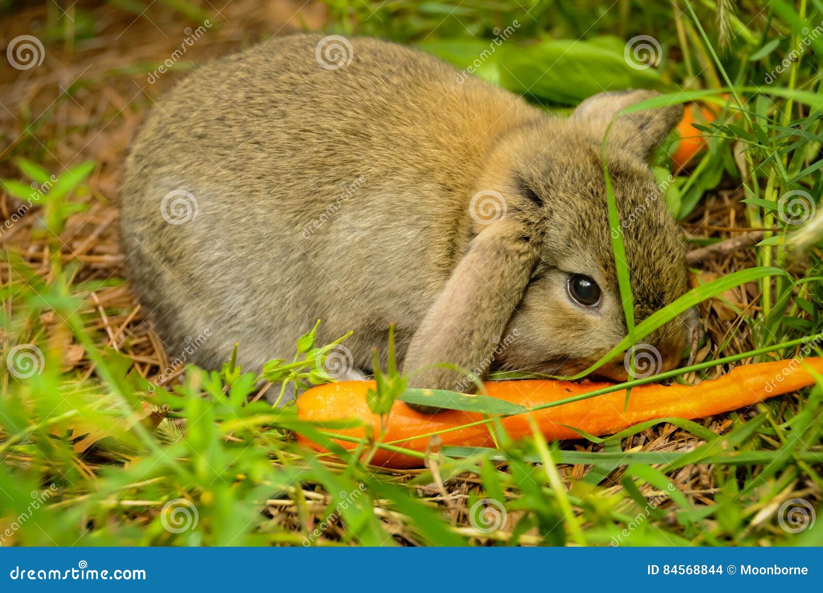 Rabbit eating a carrot stock photo. Image of wild, pets - 84568844
