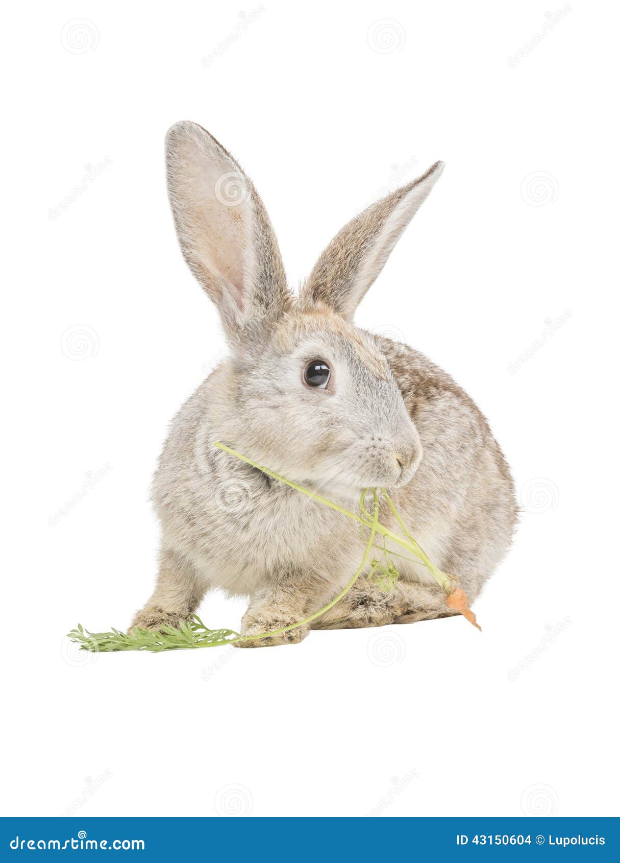 Rabbit eating carrot stock photo. Image of closeup, easter - 43150604