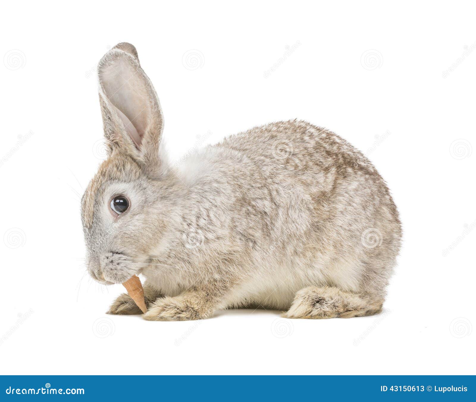 Rabbit eating carrot stock image. Image of easter, sitting - 43150613